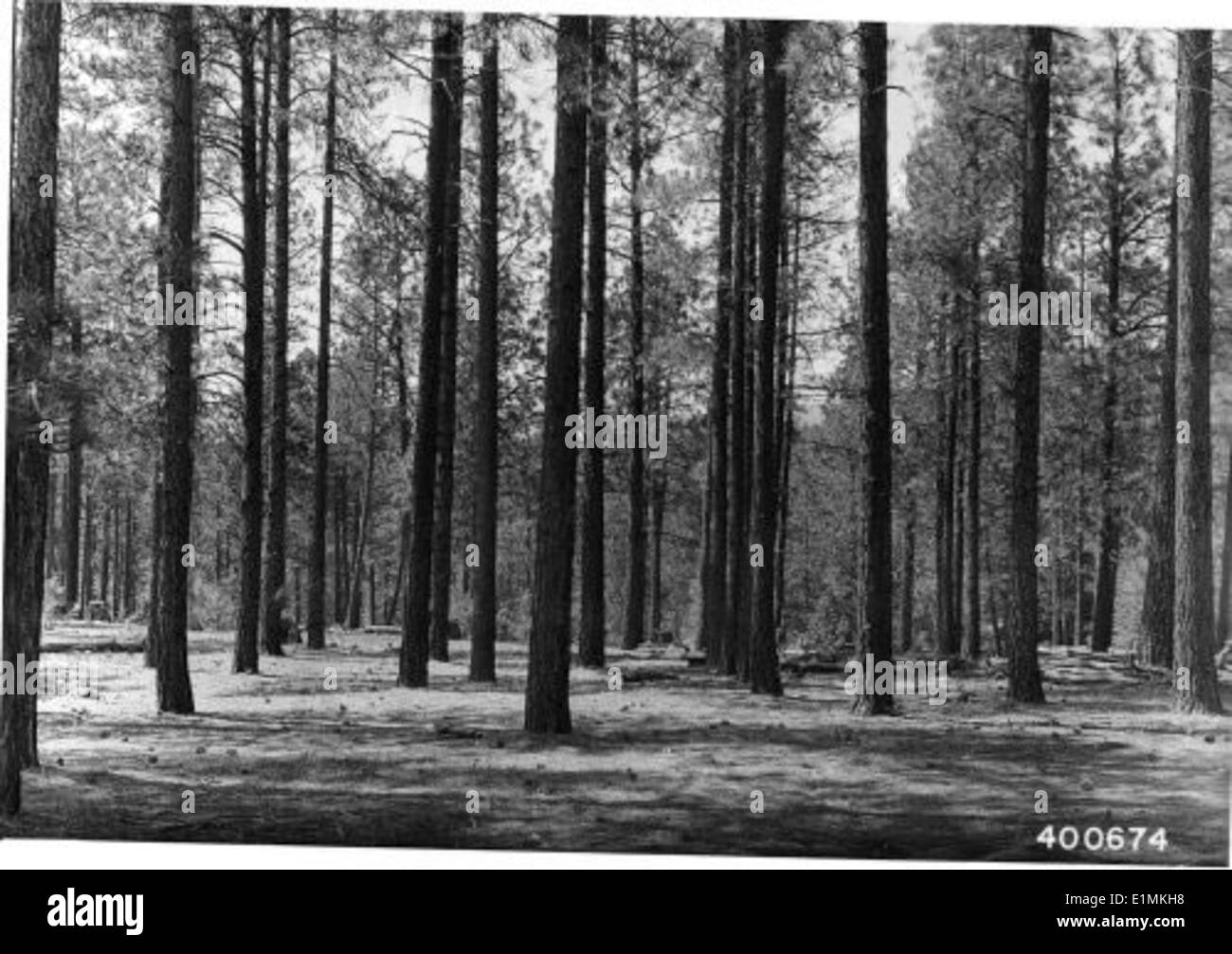 A black-and-white image of the Carson National Forest landscape ...