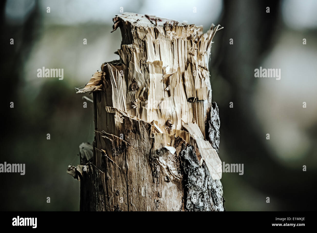 Tree stump felled tree hi-res stock photography and images - Alamy