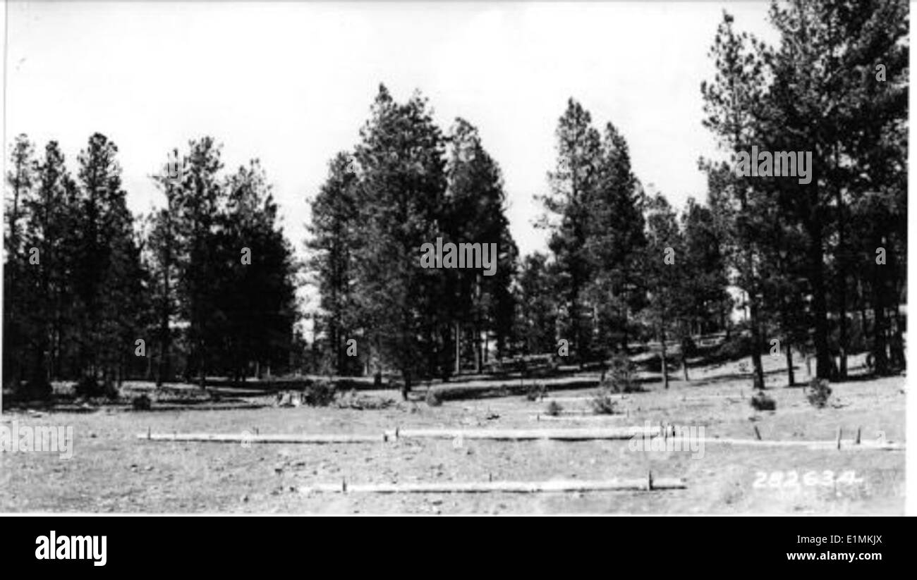 The trees of Carson Forest, captured in black and white, represent the ...