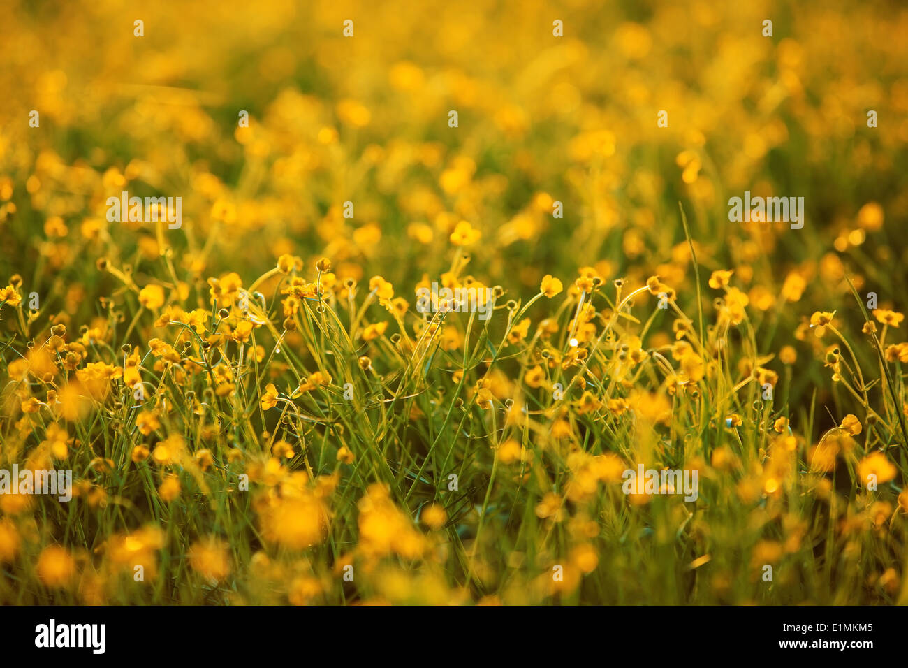 Soft light on field hi-res stock photography and images - Alamy