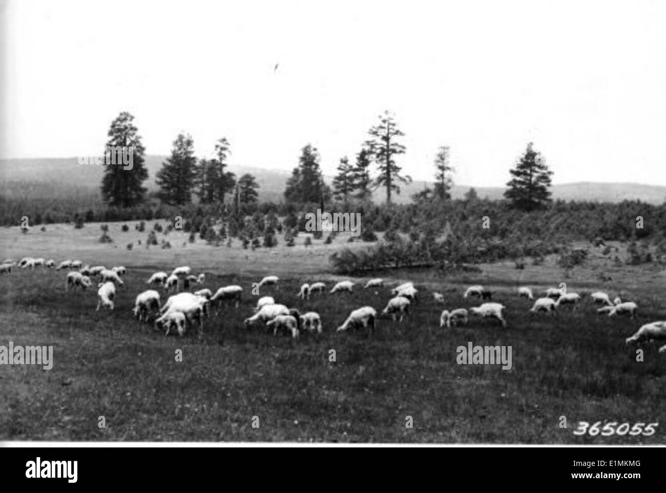 Black sheep among white sheep hi-res stock photography and images - Alamy