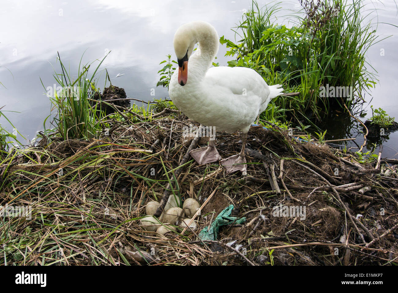 Mute Swan At Nest, Cygnus Olor Stock Photo - Alamy