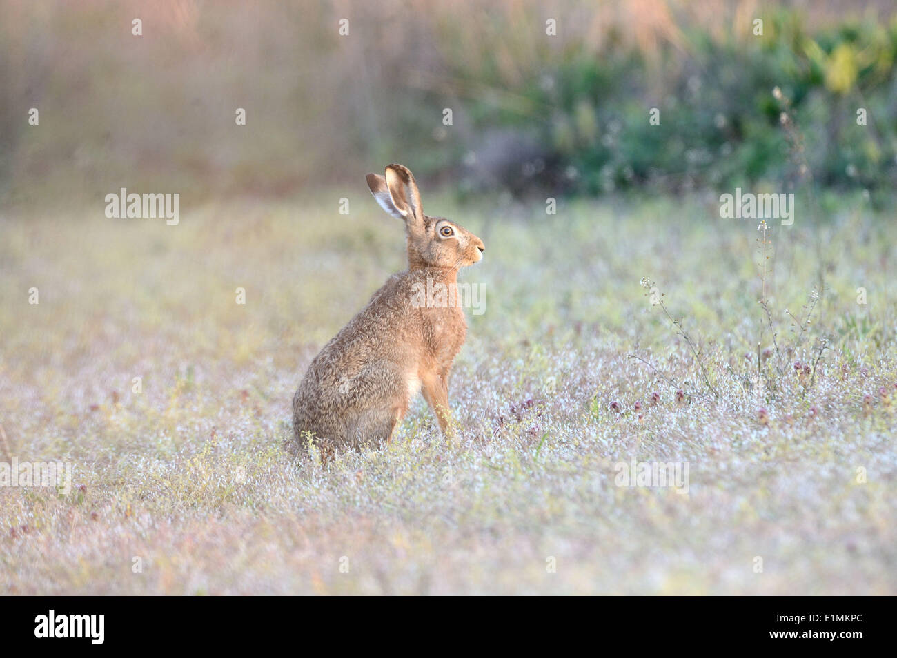 Mummelmann High Resolution Stock Photography and Images - Alamy