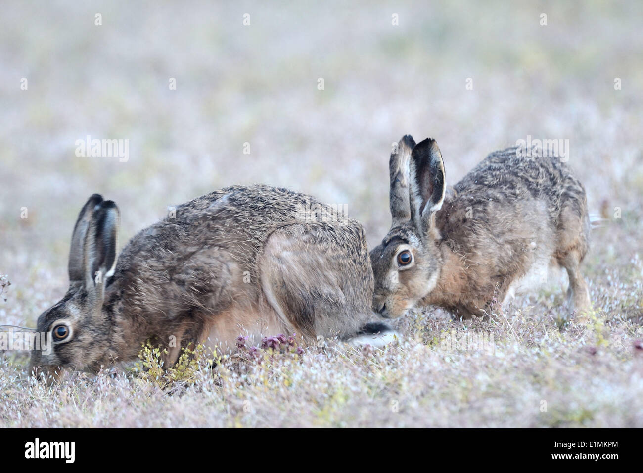 Pallas hare hi-res stock photography and images - Alamy