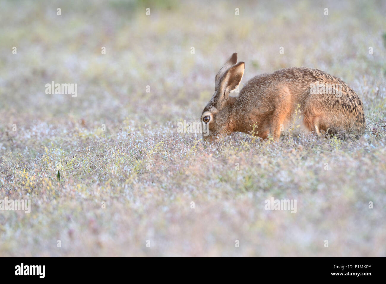 Pallas hare hi-res stock photography and images - Alamy