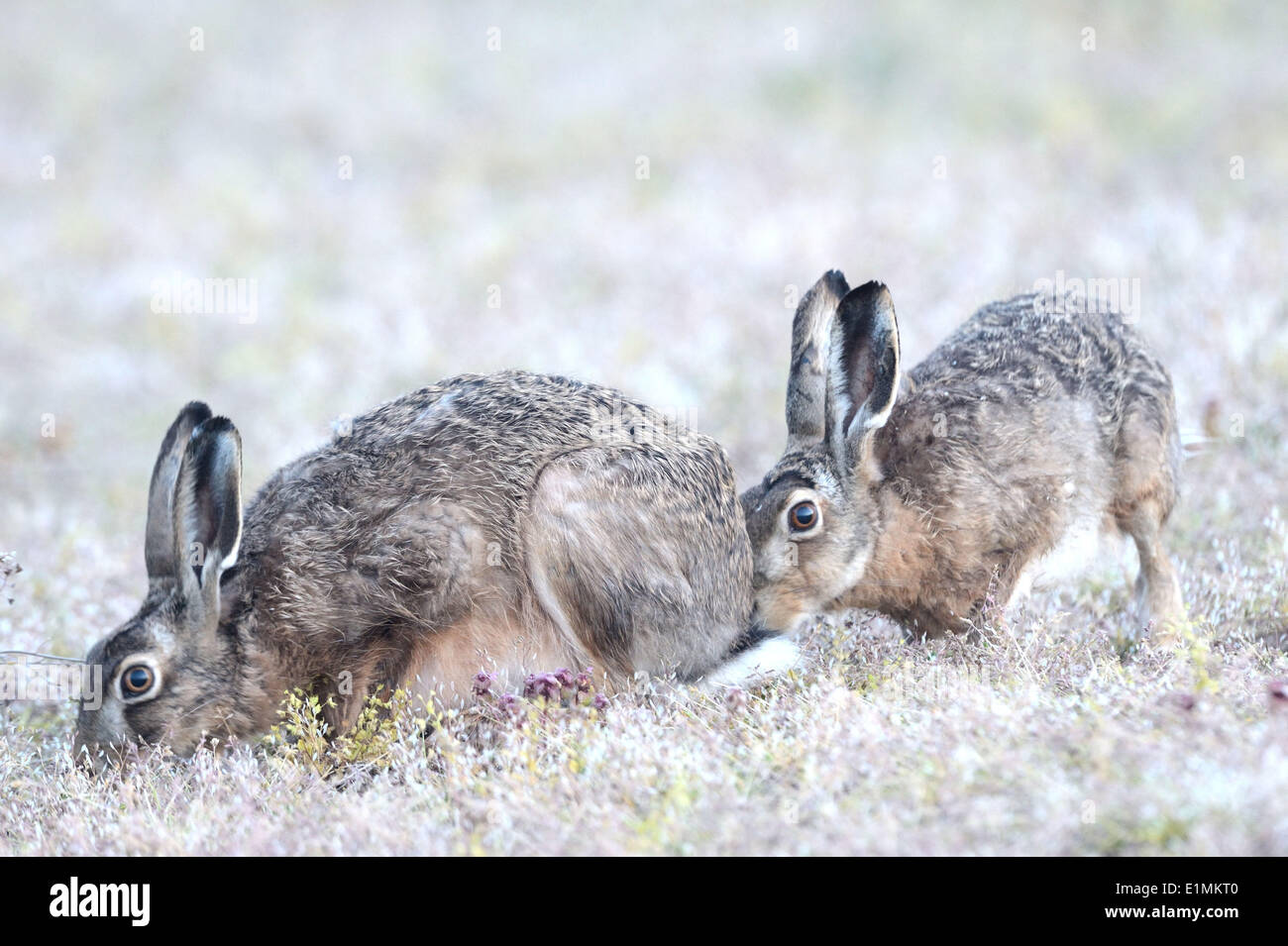 Mummelmann High Resolution Stock Photography and Images - Alamy