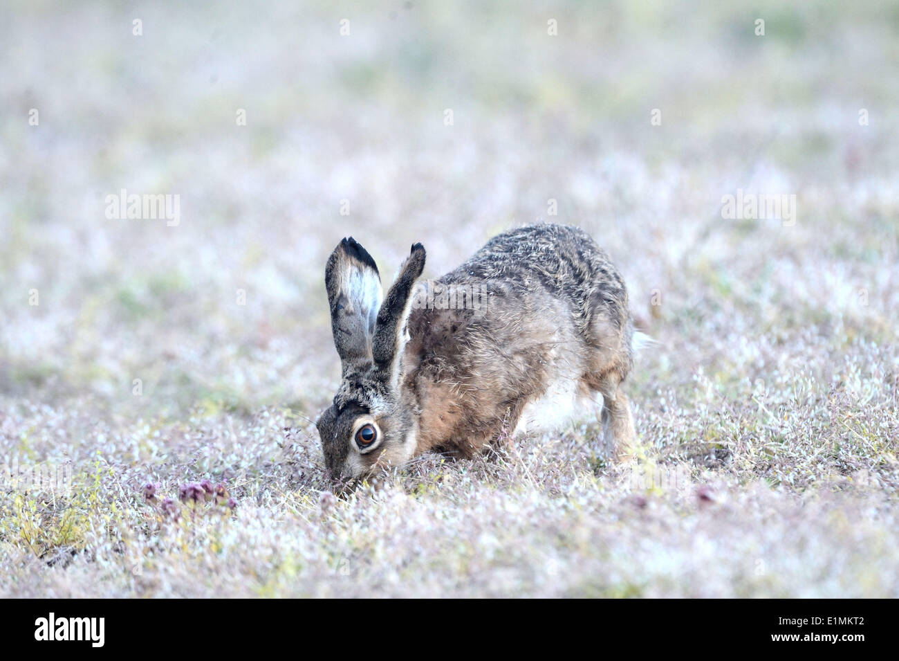 Mummelmann High Resolution Stock Photography and Images - Alamy