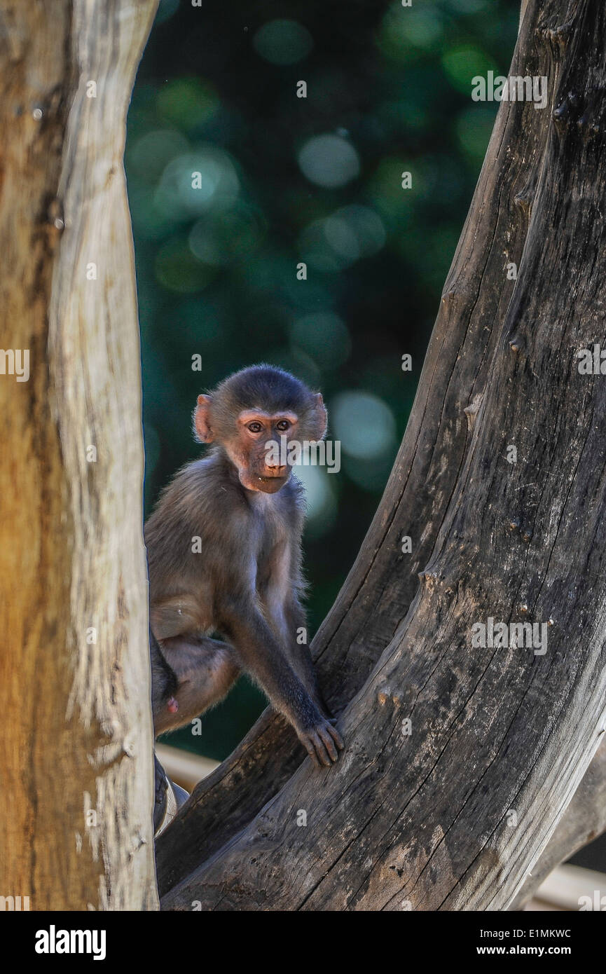 Pavian head hi-res stock photography and images - Alamy