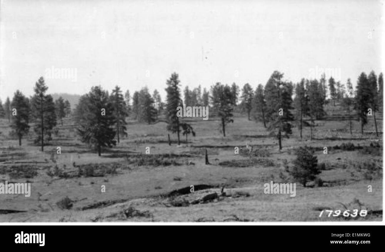 A historic black-and-white image of the Carson Forest landscape in New ...
