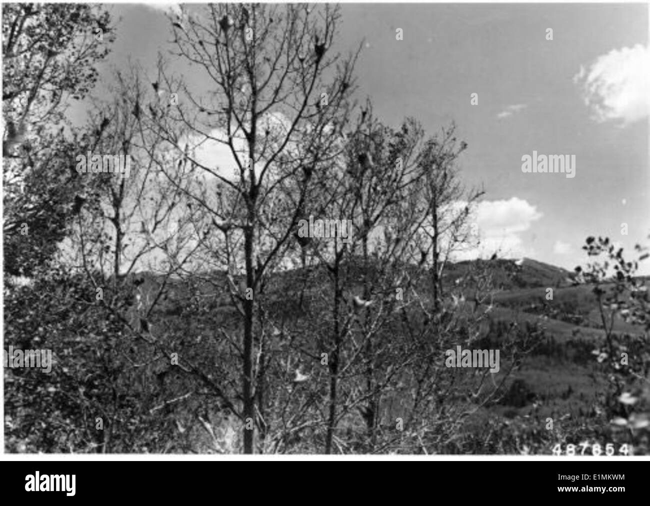 Carson National Forest in Colorado showcases diverse ecosystems, with ...