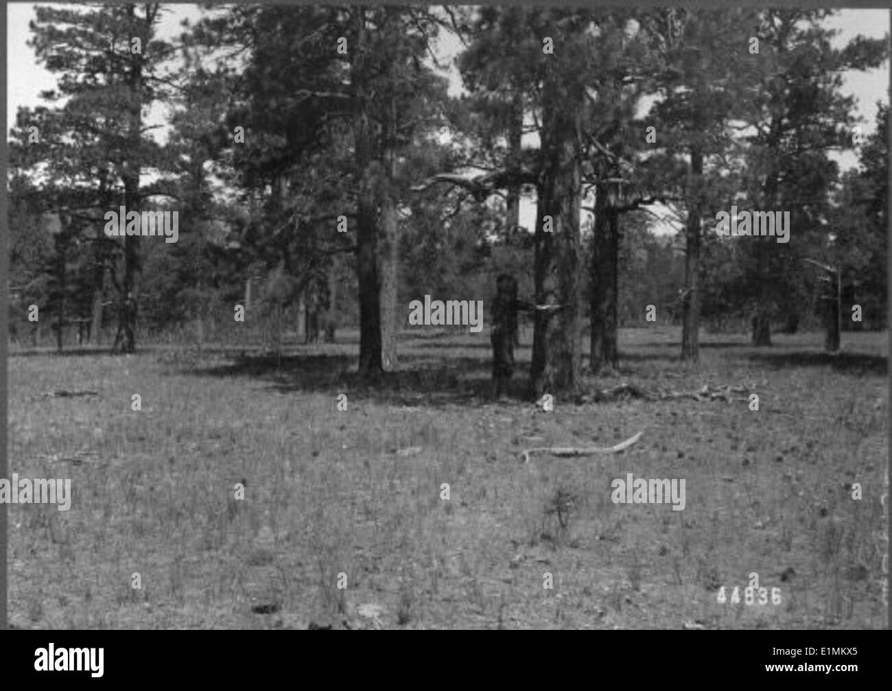 A black-and-white image showcases the Carson National Forest ...