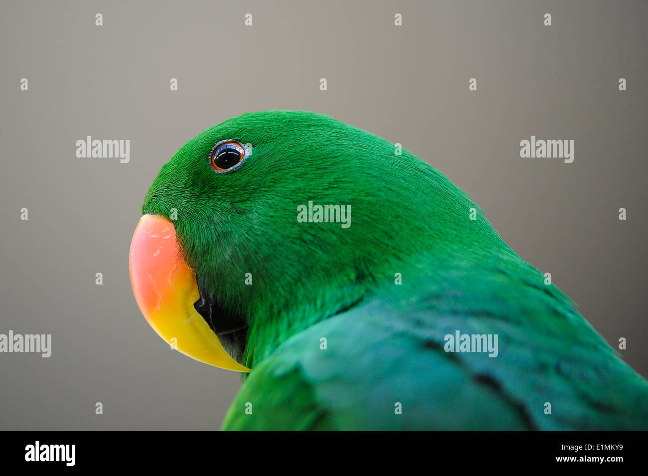 Edelpapagei , Eclectus roratus, Eclectus parrot, parrot,bird, vogel ...