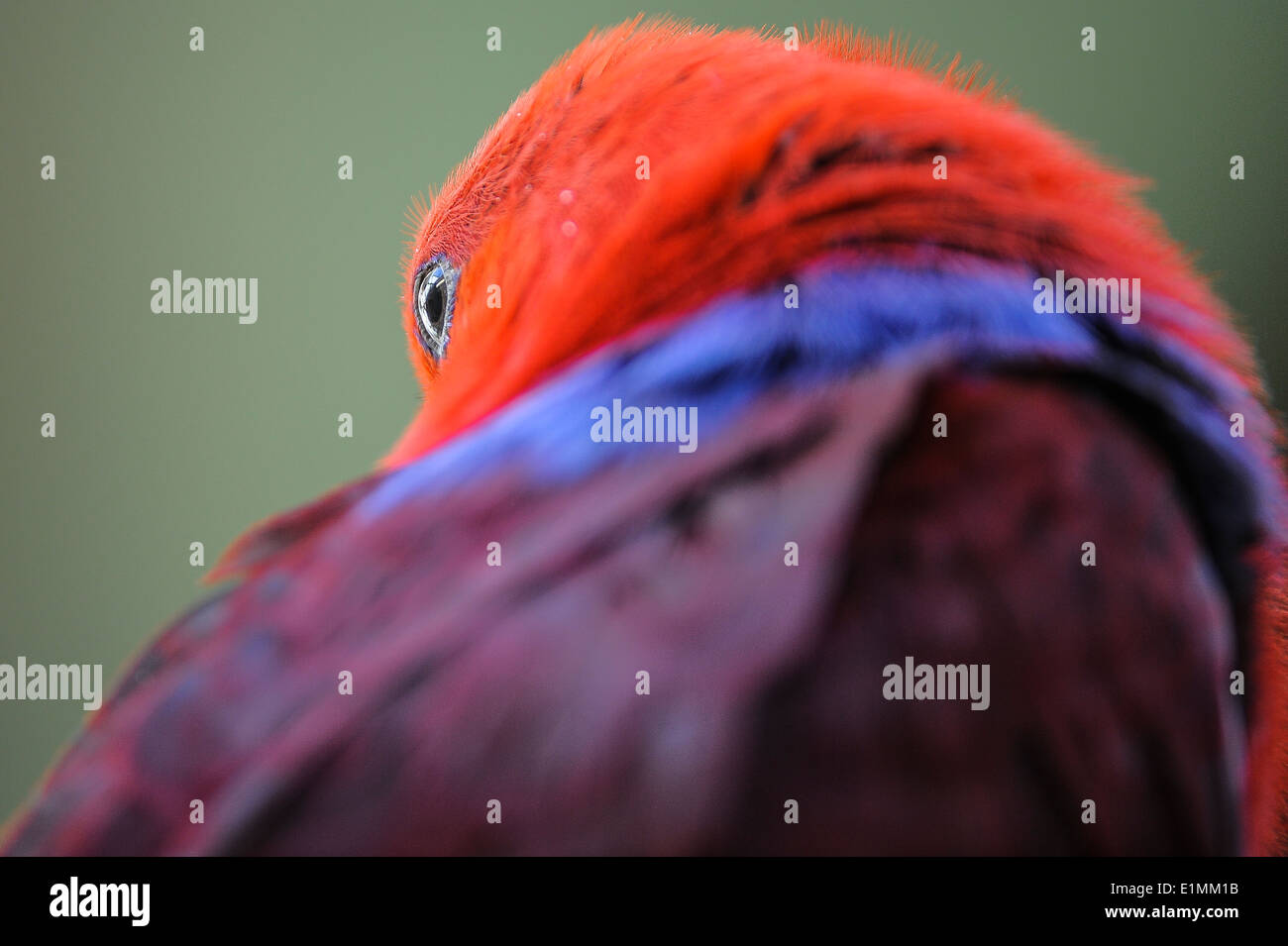 Edelpapagei , Eclectus roratus, Eclectus parrot, parrot,bird, vogel ...