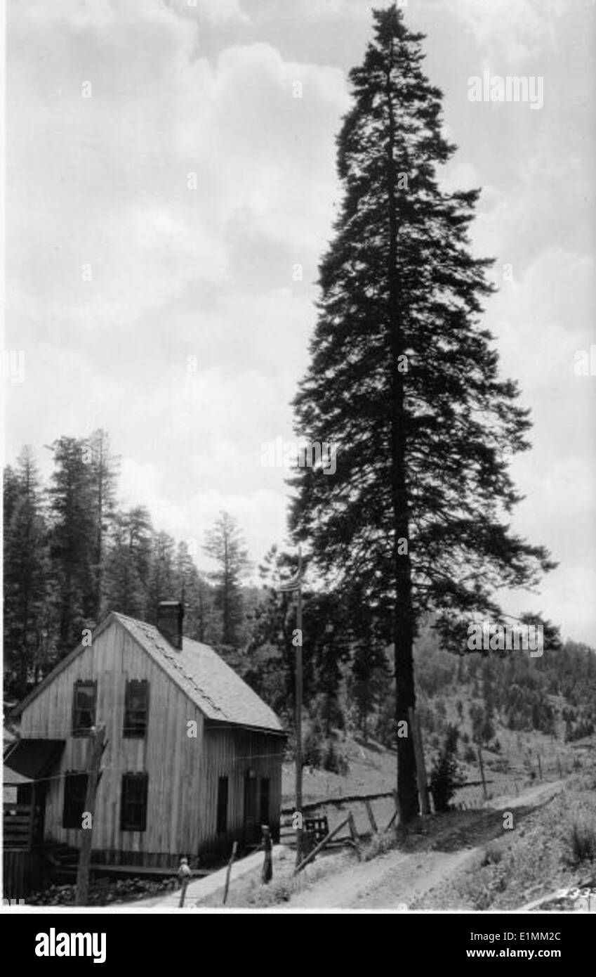 Historic black and white photograph of trees and the Lincoln National ...
