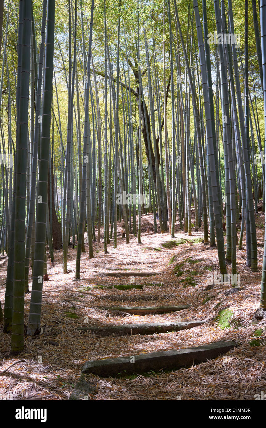 Japan sagano bamboo forest hi-res stock photography and images - Alamy