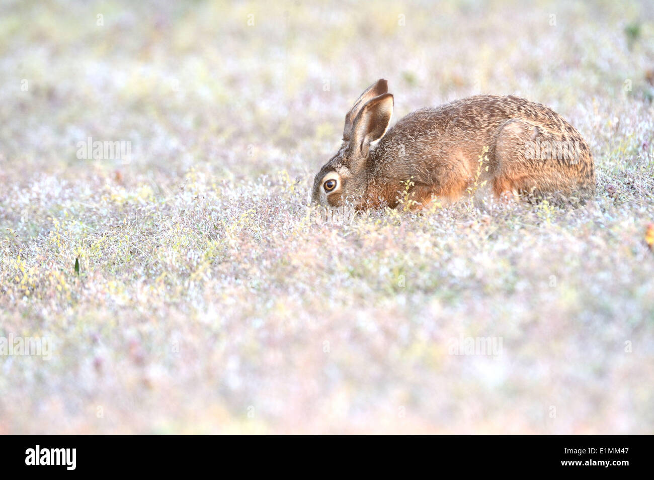 Pallas hare hi-res stock photography and images - Alamy