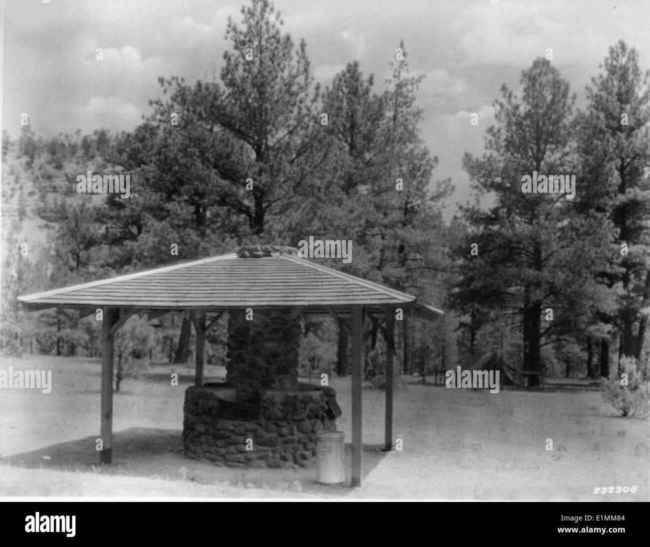 Black and white photography of forest trees captures the intricate ...