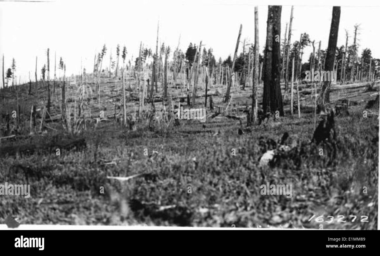 This historic black-and-white image shows the early forest management ...
