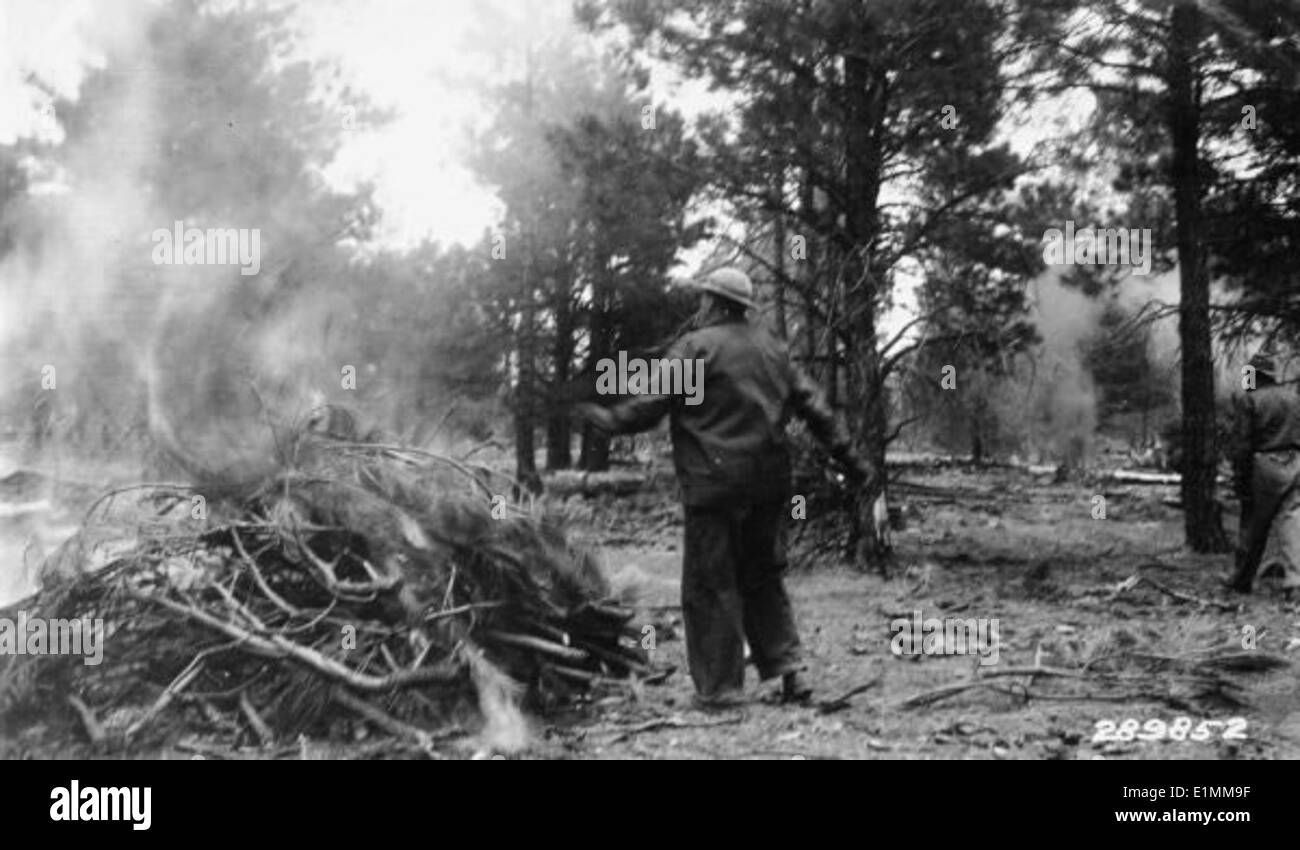 A historic black-and-white image depicts forest people working with ...