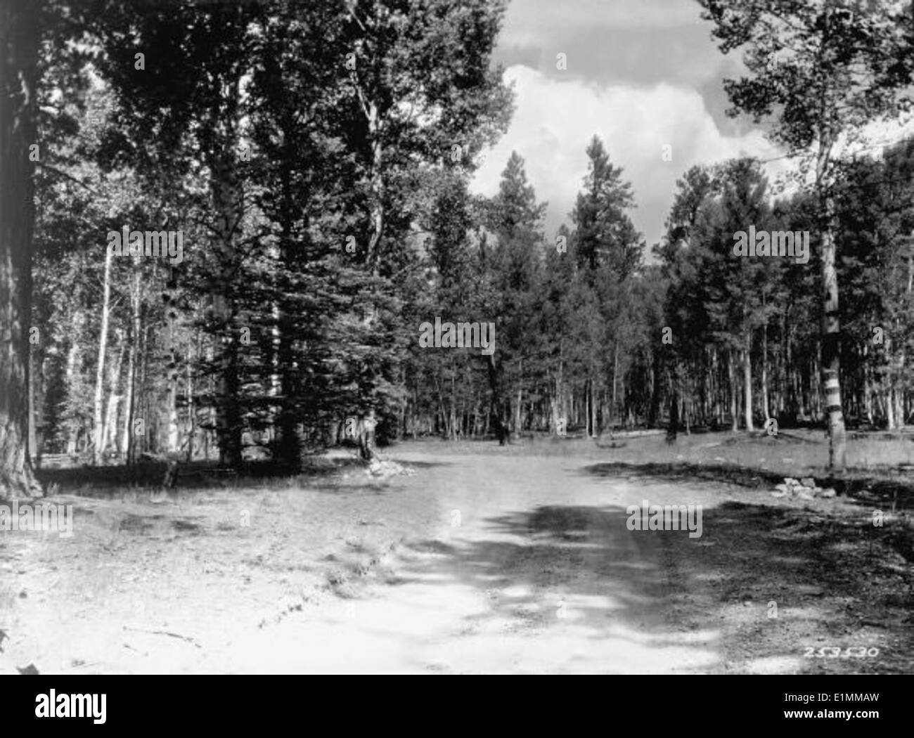Forest roads provide access hi-res stock photography and images - Alamy