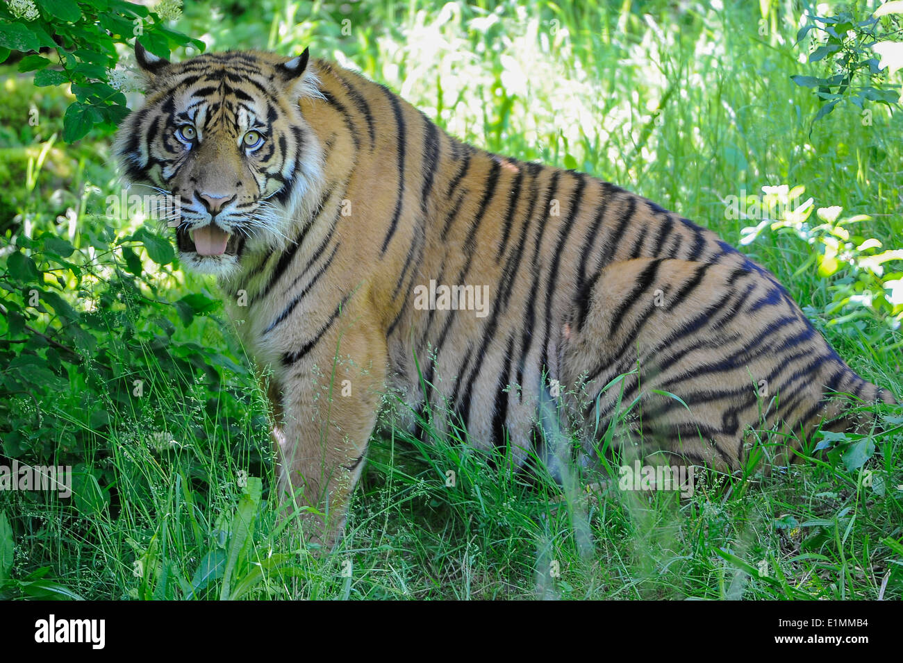 Sumatra-Tiger, Panthera tigris sumatrae, Sumatran tiger, Predator ...