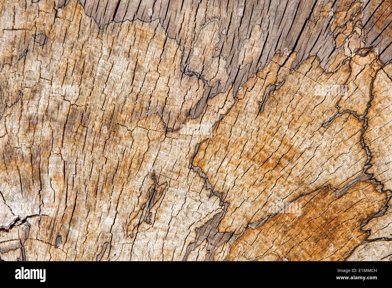structure of old beech stem - natural background Stock Photo - Alamy