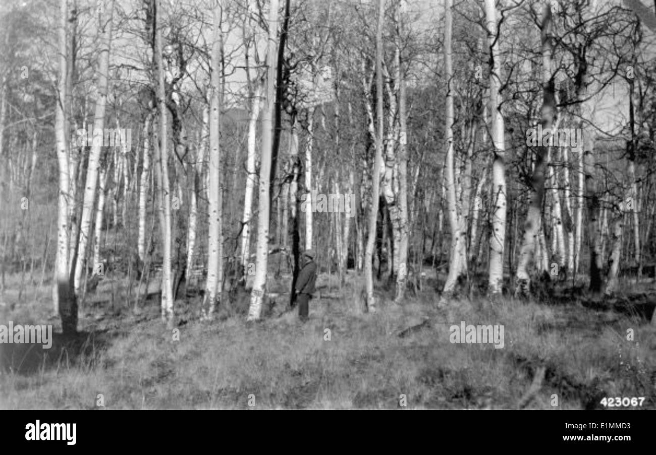 A black and white photograph of people in the forest with aspen trees ...