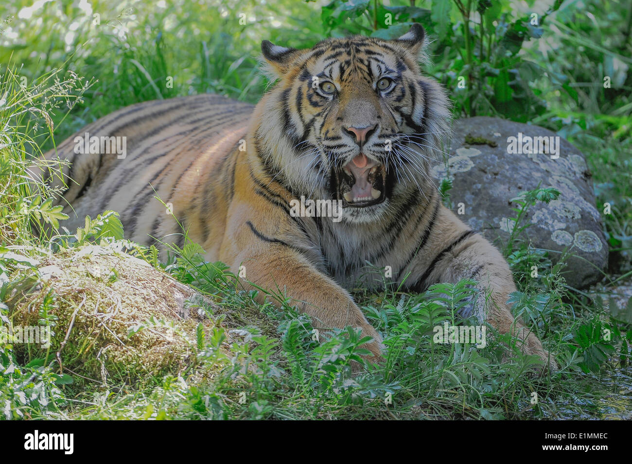 Sumatra-Tiger, Panthera tigris sumatrae, Sumatran tiger, Predator ...