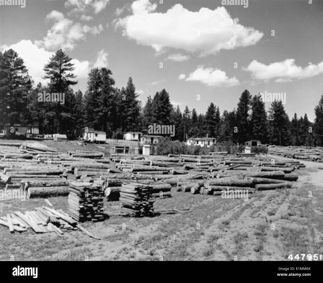 A historic black-and-white photograph of Kaibab National Forest ...