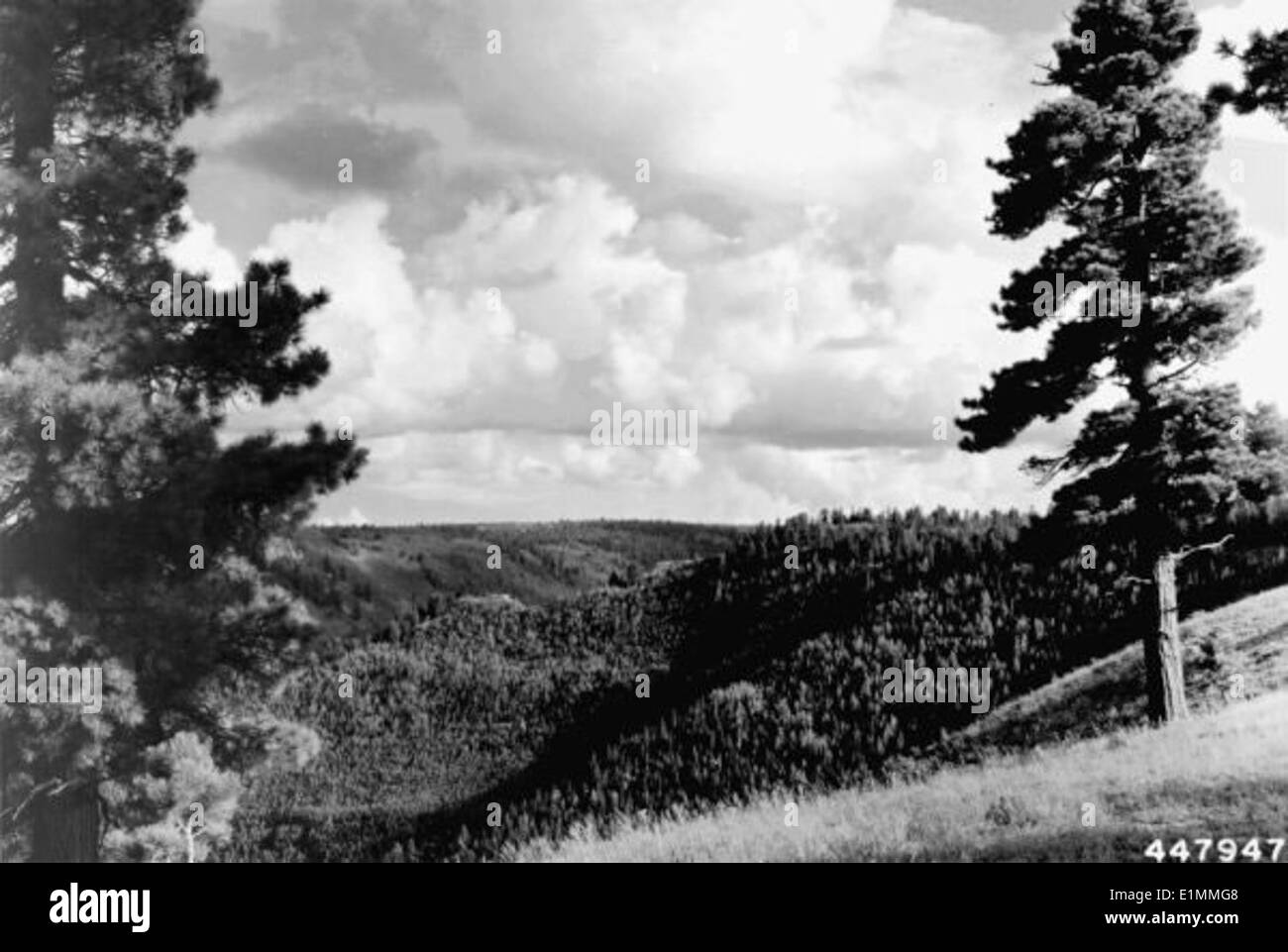 A black-and-white image of the Kaibab National Forest, highlighting the ...