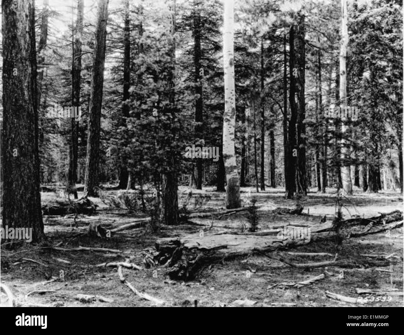 A black-and-white photograph showcasing the towering trees in the ...