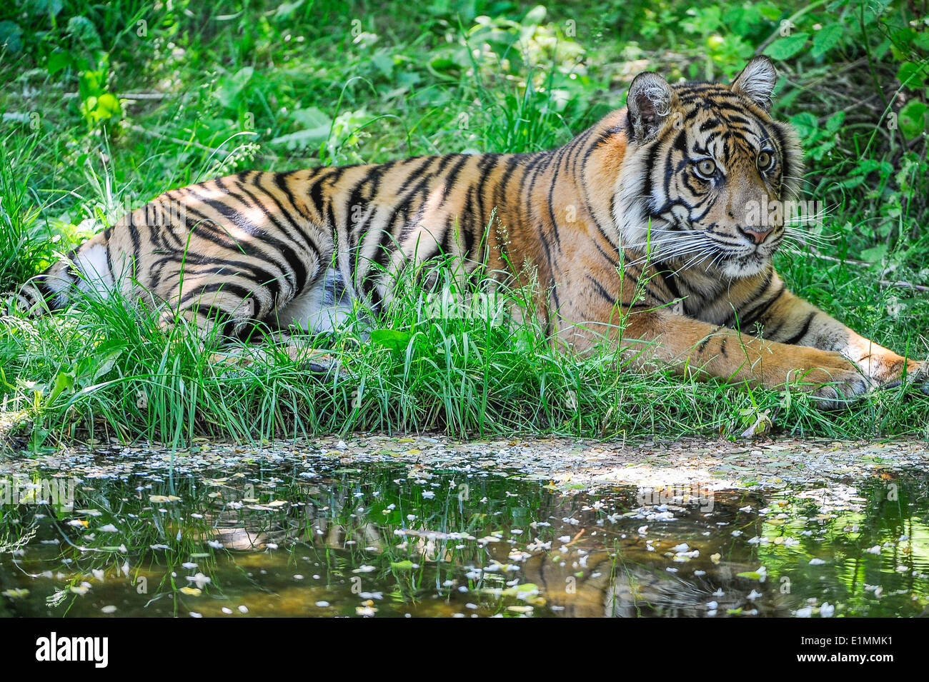 Sumatra-Tiger, Panthera tigris sumatrae, Sumatran tiger, Predator ...
