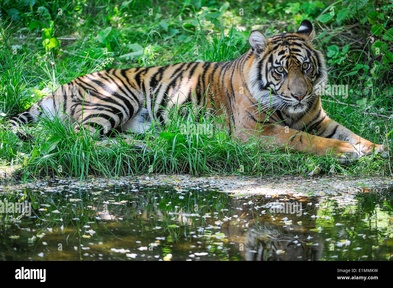 Sumatra-Tiger, Panthera tigris sumatrae, Sumatran tiger, Predator ...