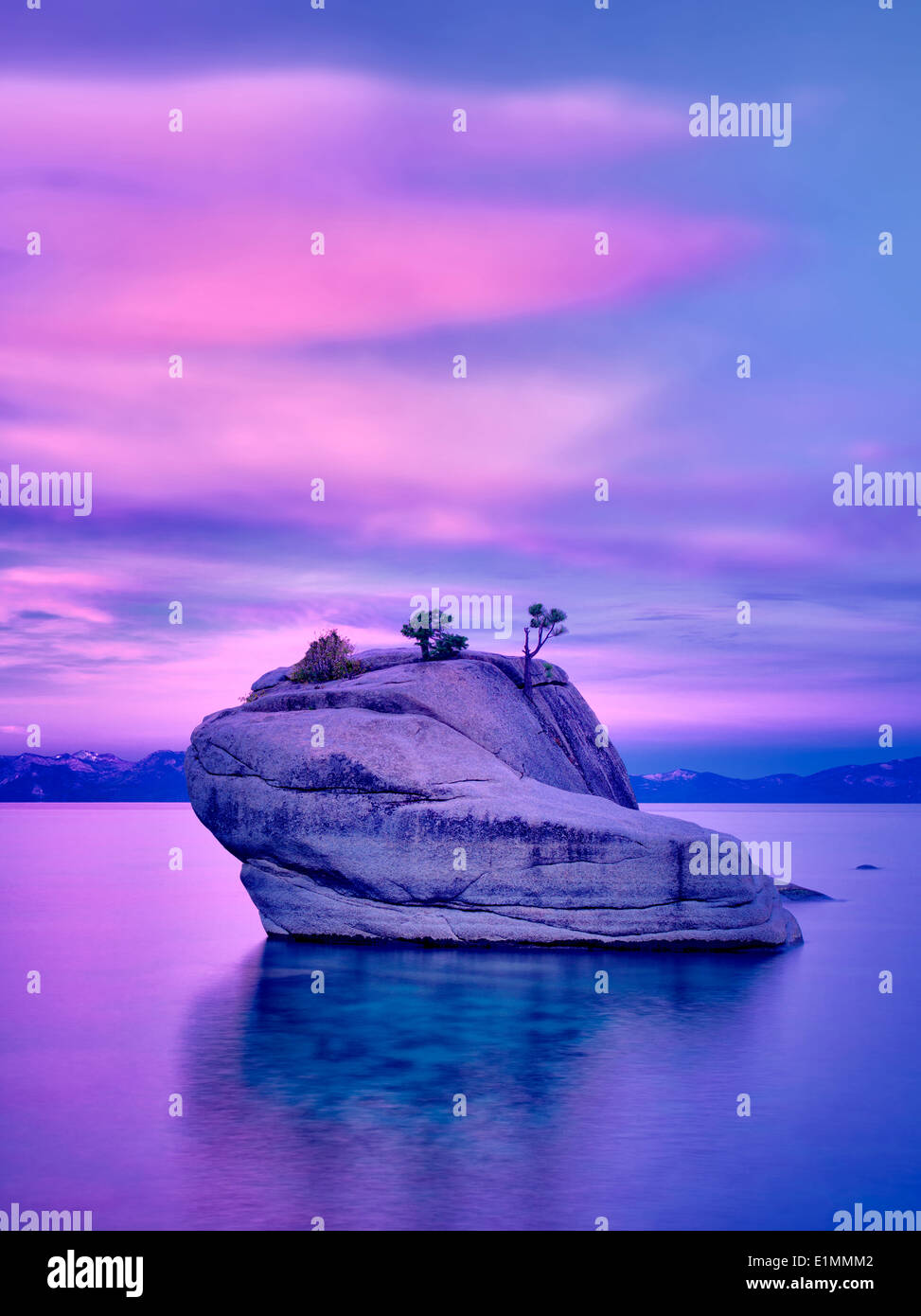 Bonsai tree on boulder with sunrise. Lake Tahoe, Nevada Stock Photo - Alamy