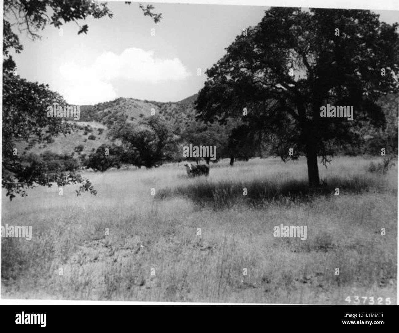 The West Baldy Snag represents a natural feature in a forested ...