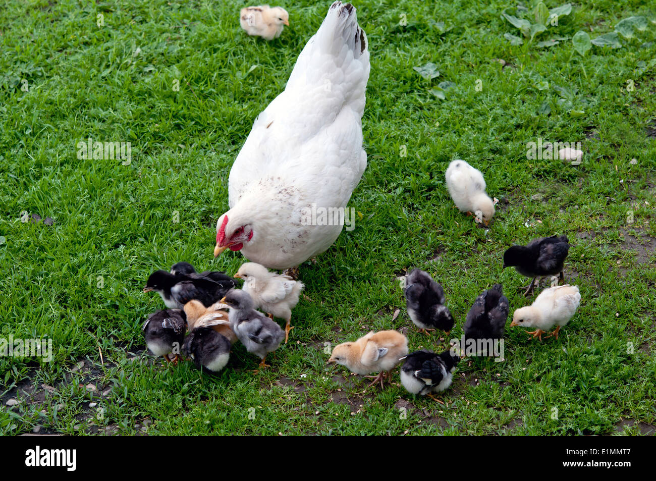 Chickens rest hi-res stock photography and images - Alamy