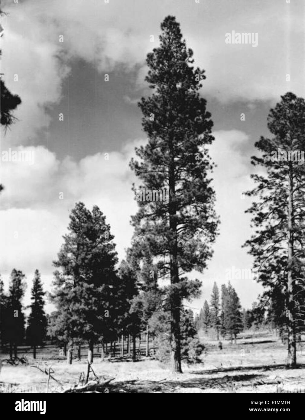 A historic black-and-white photograph of trees in the Kaibab National ...