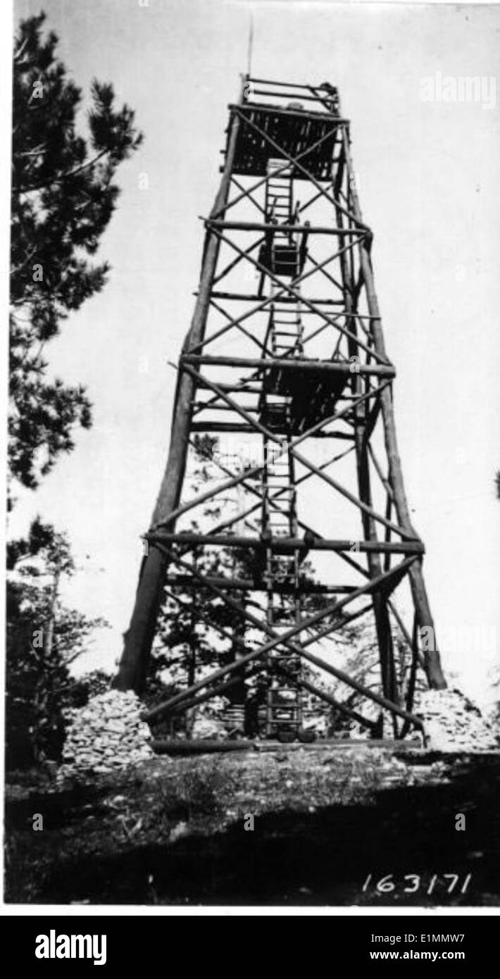 A historic photograph of the Coronado National Forest, showing a ...