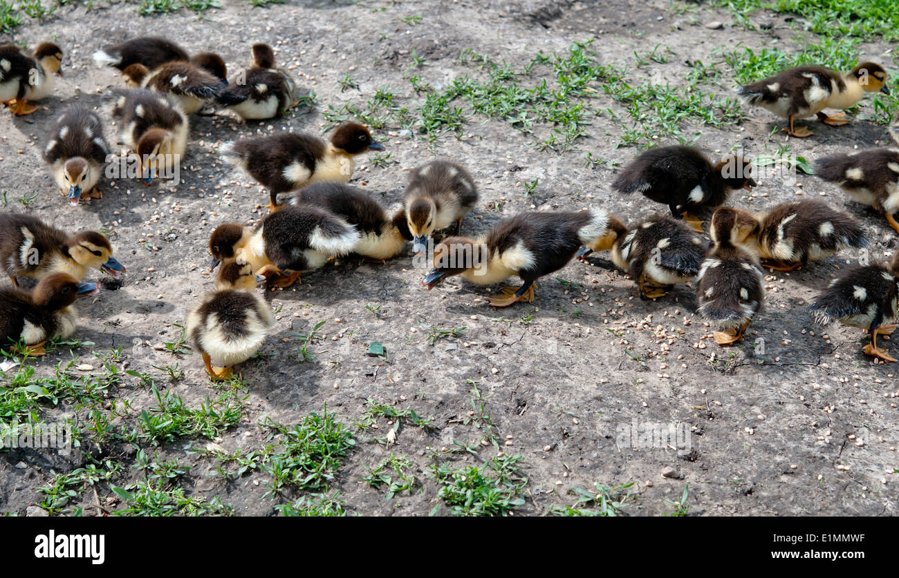muscovy duck chickens close up Stock Photo - Alamy