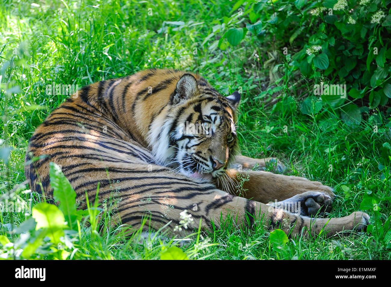 Sumatra-Tiger, Panthera tigris sumatrae, Sumatran tiger, Predator ...