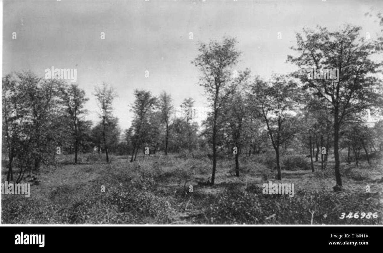 A black-and-white historical photograph captures a forest landscape in ...