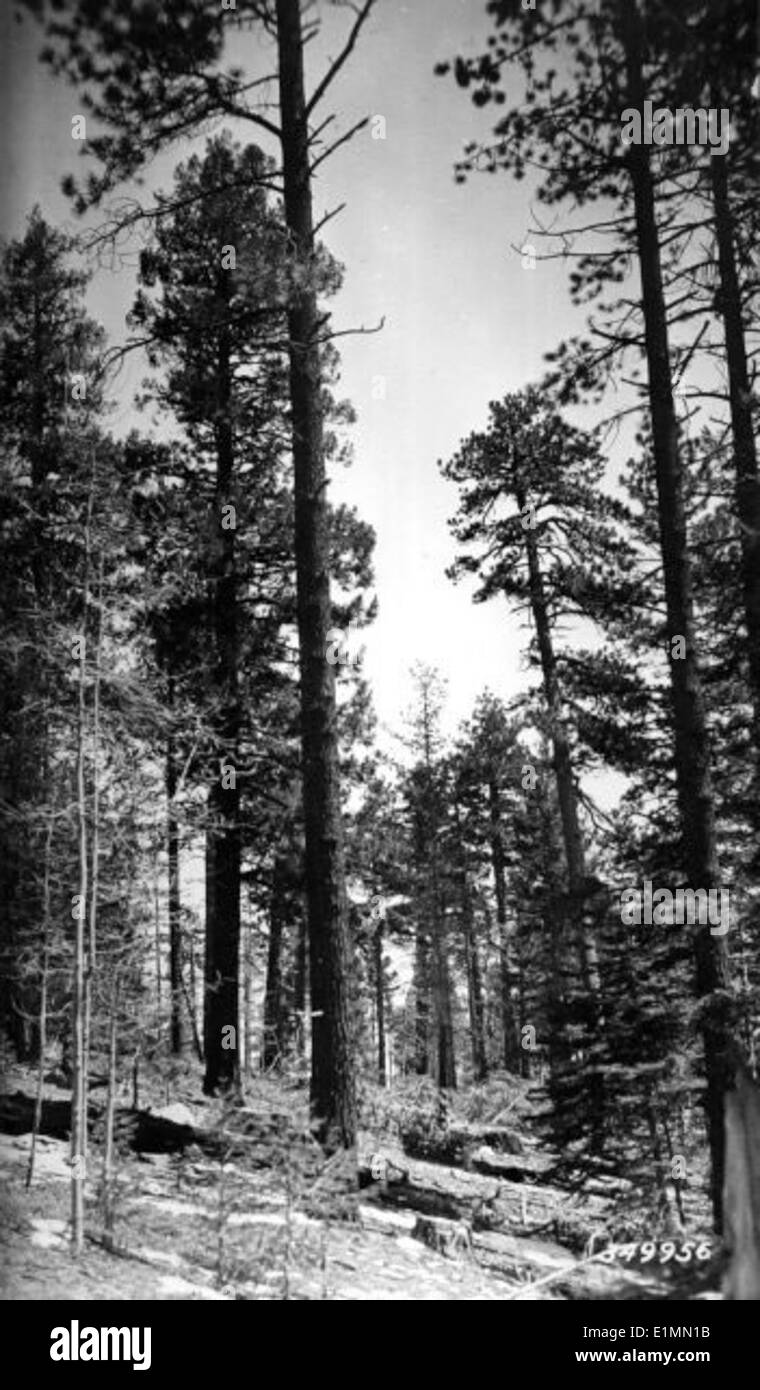 A black and white photograph capturing a historical forest landscape ...
