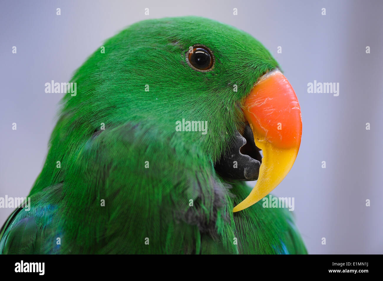 Edelpapagei , Eclectus roratus, Eclectus parrot, parrot,bird, vogel ...