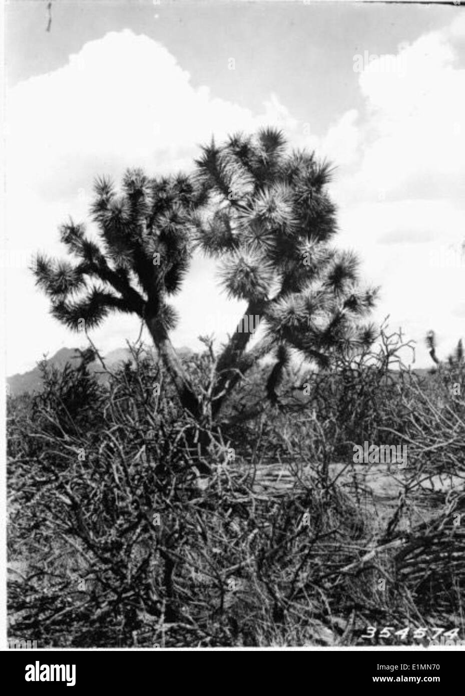 A black-and-white photograph depicting the historic forest landscape of ...