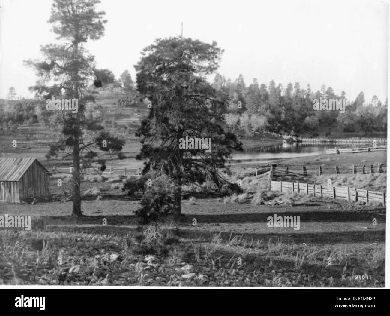 A historic black and white photograph showcasing a forest landscape in ...