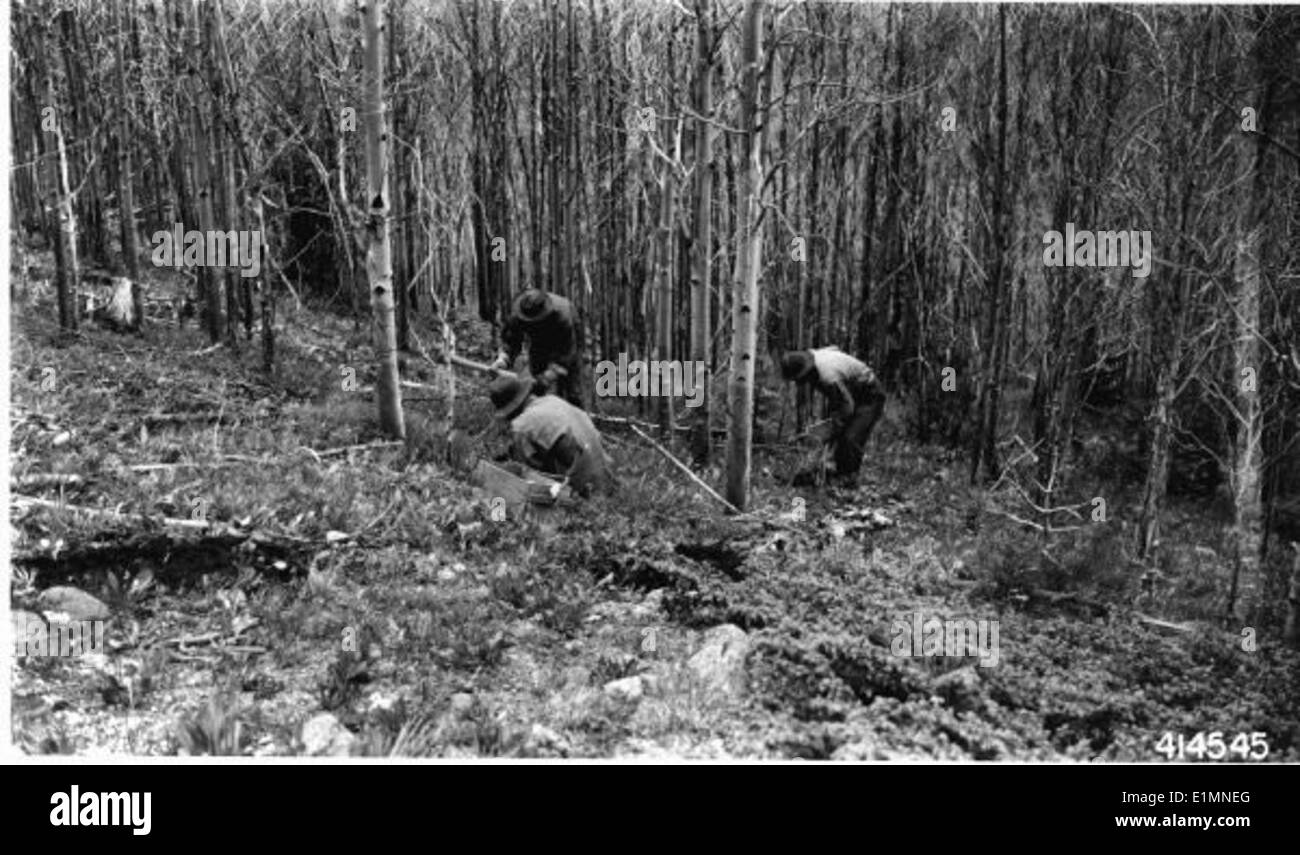 This historic image shows forest planters working in the Santa Fe ...