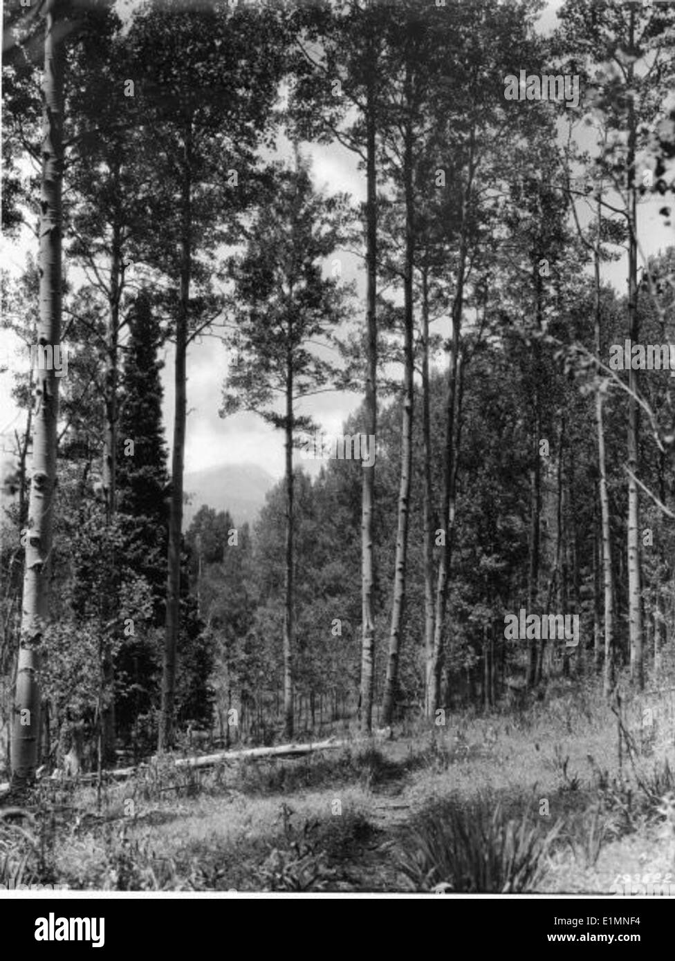 A historic black-and-white photo of aspen trees in the Santa Fe ...