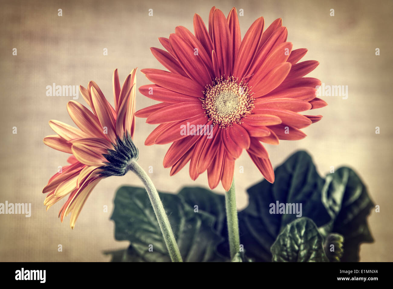 Orange Gerbera blooms Stock Photo - Alamy