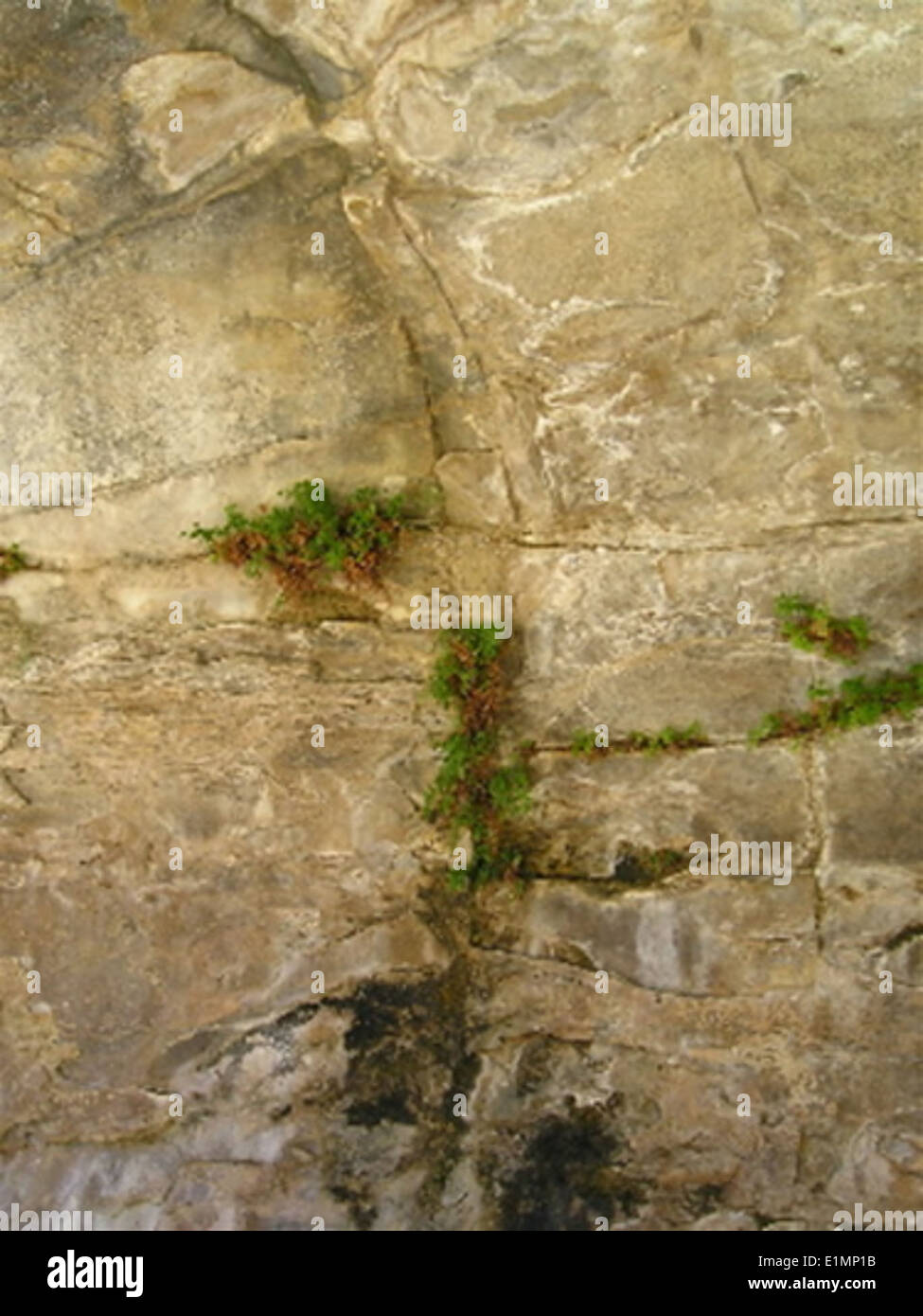 The Joints District in the Guadalupe area of Lincoln National Forest ...