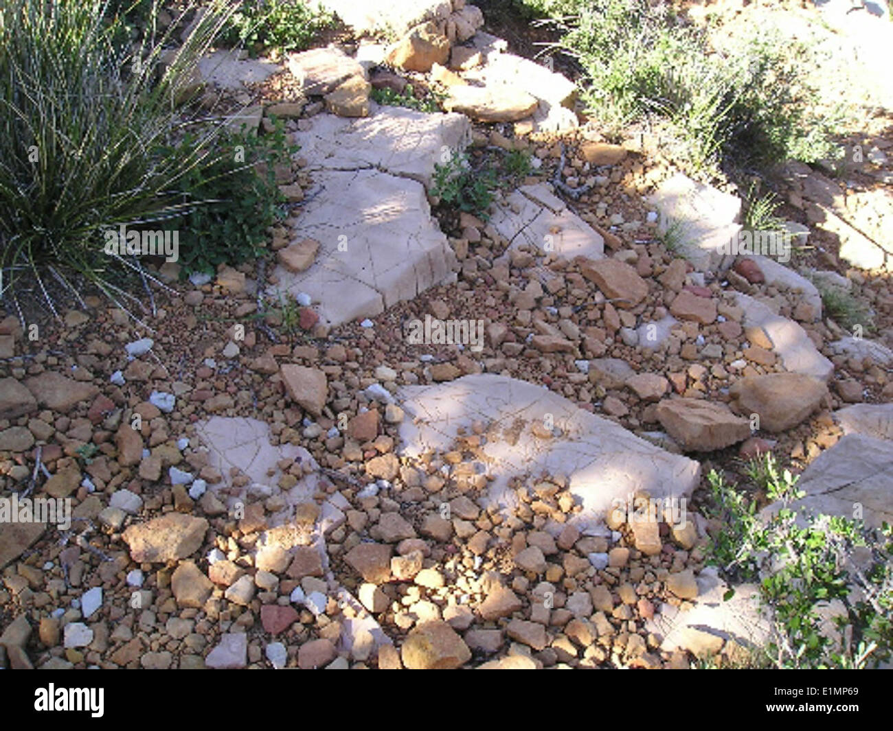 Dessication cracks formed in the limestone bedrock of the Western ...